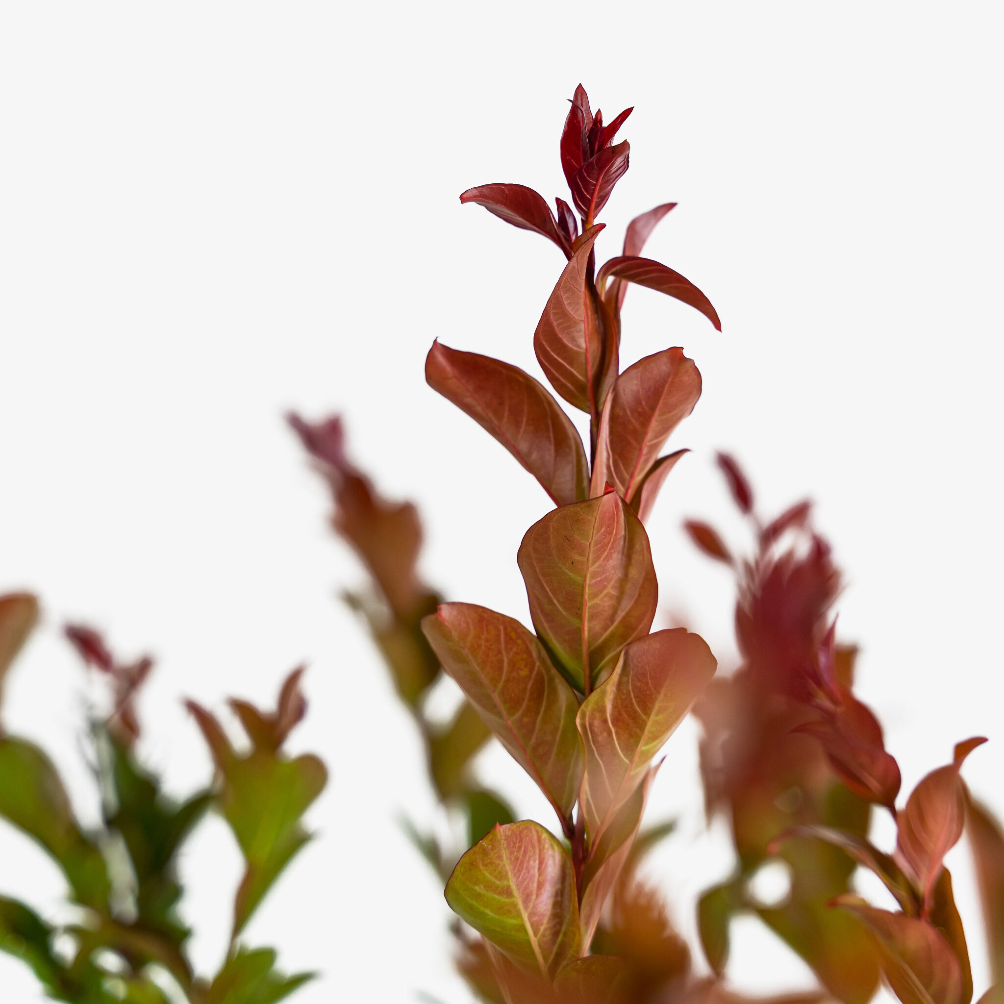 Buy Enduring Summer Red Crape Myrtle Trees Online | The Tree Center