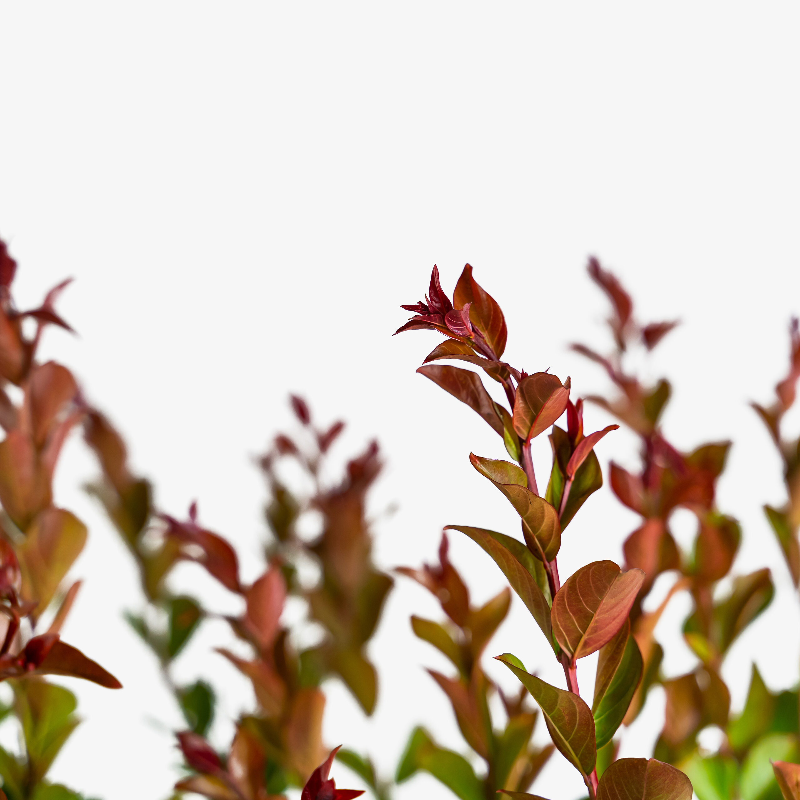 Buy Enduring Summer Red Crape Myrtle Trees Online | The Tree Center