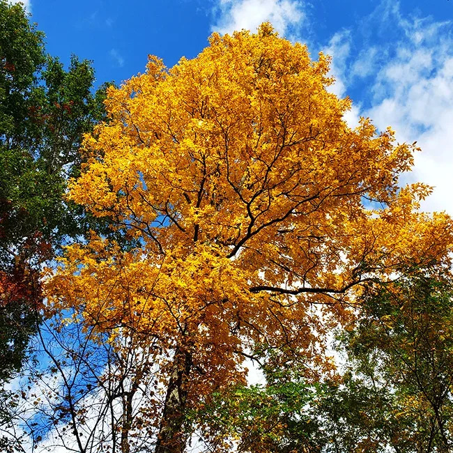 Pignut Hickory For Sale Online | The Tree Center