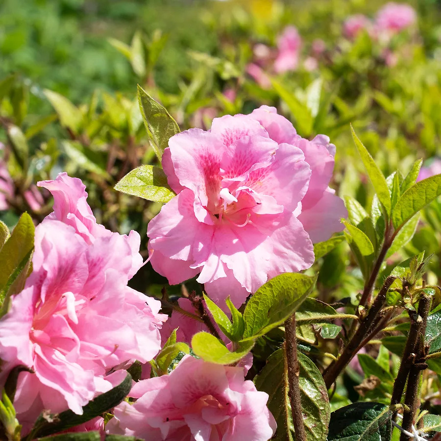 Autumn Carnation Encore Azalea For Sale Online | The Tree Center