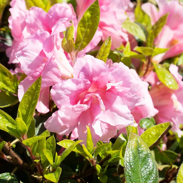 Autumn Carnation Encore Azalea For Sale Online | The Tree Center