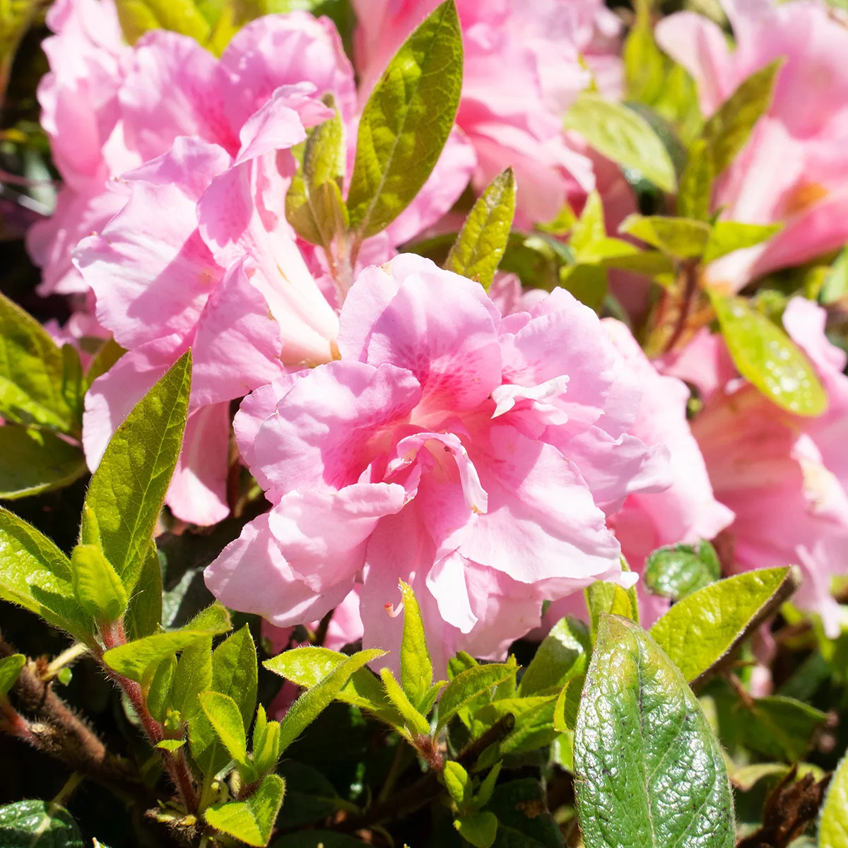 Autumn Carnation Encore Azalea For Sale Online | The Tree Center