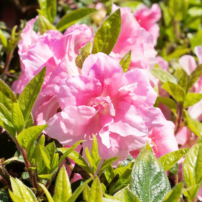 Autumn Carnation Encore Azalea For Sale Online | The Tree Center