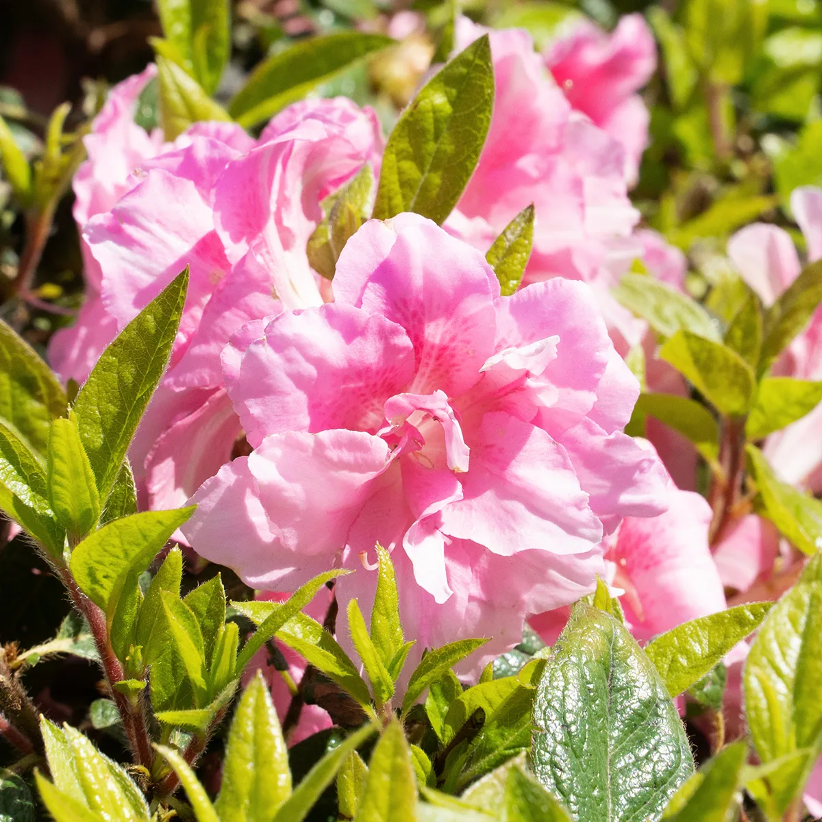 Autumn Carnation Encore Azalea For Sale Online | The Tree Center