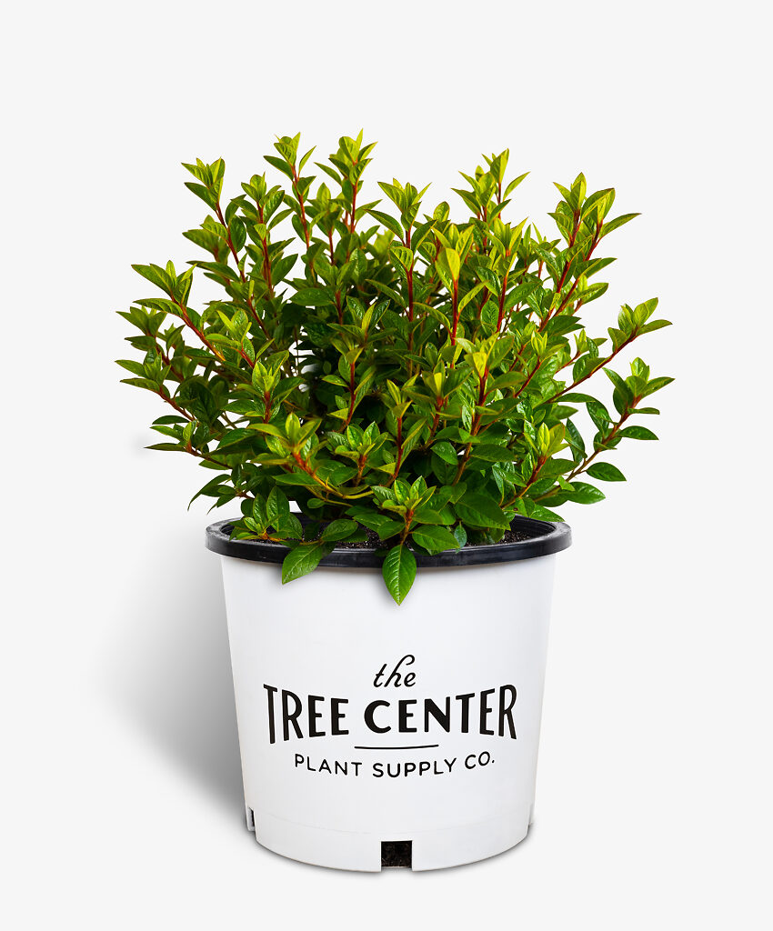 Autumn Carnation Encore Azalea For Sale Online | The Tree Center