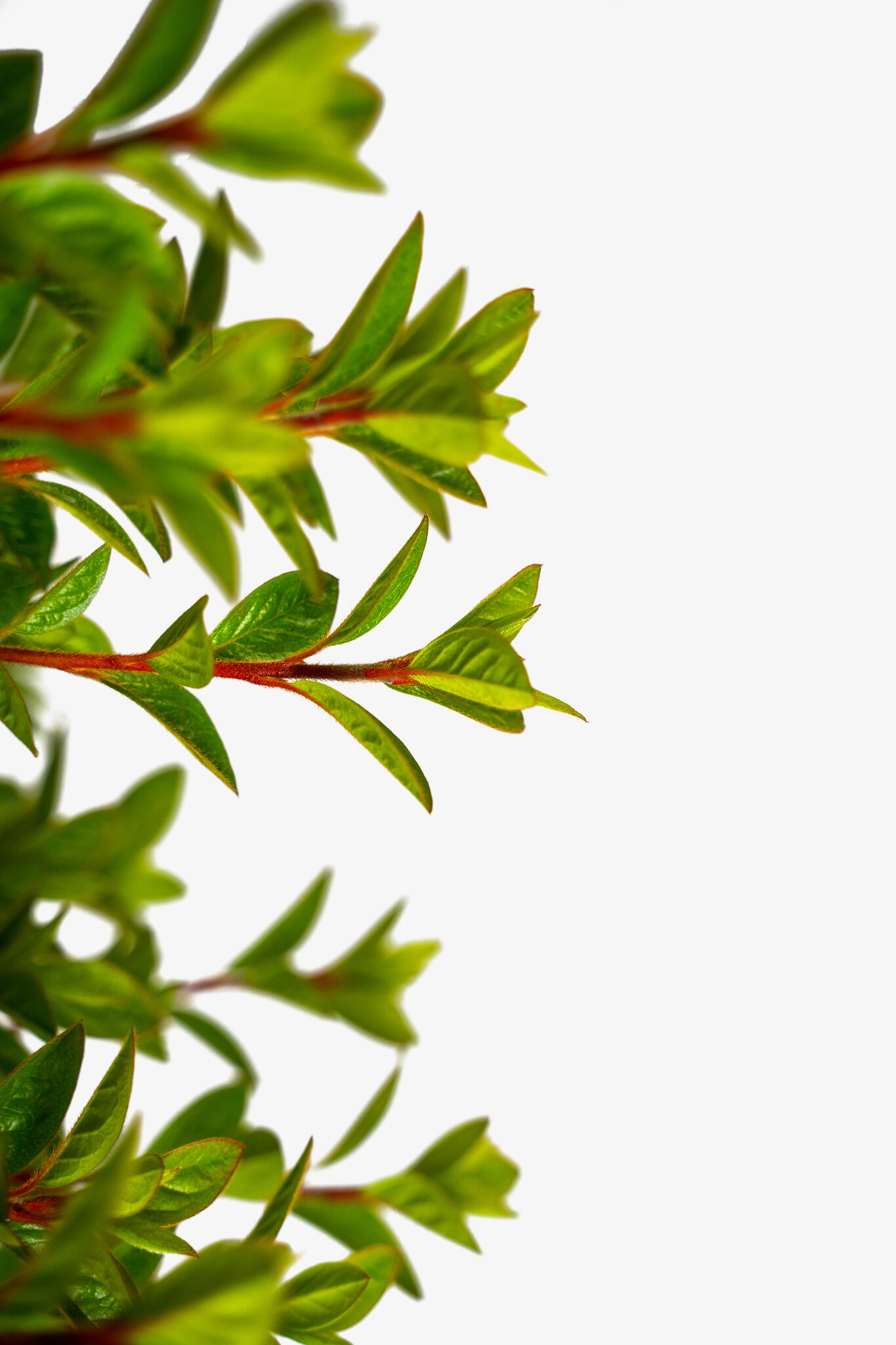 Autumn Carnation Encore Azalea For Sale Online | The Tree Center