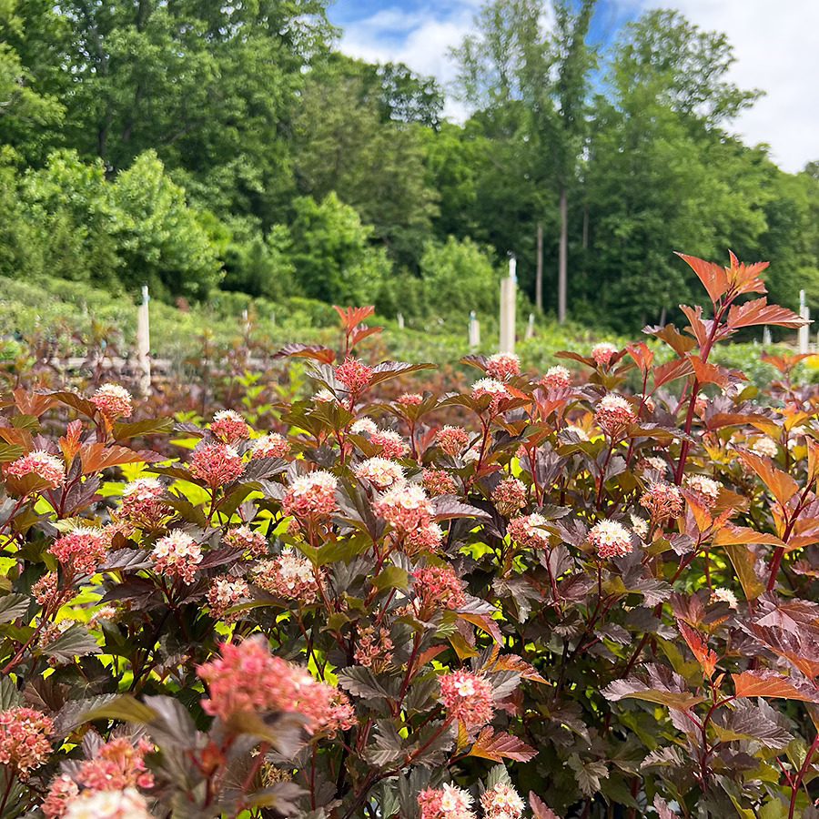 Center Glow Ninebark For Sale Online | The Tree Center