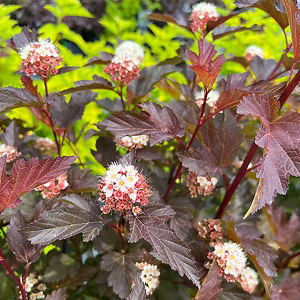 Center Glow Ninebark For Sale Online | The Tree Center