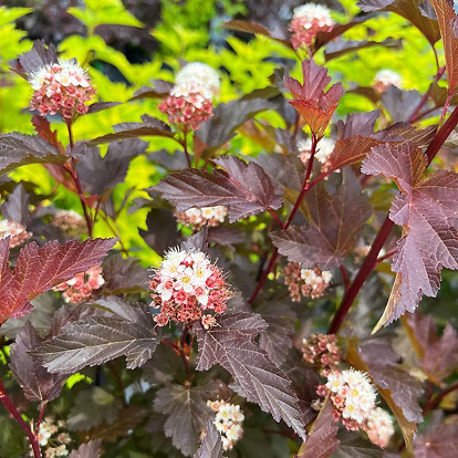 Center Glow Ninebark For Sale Online | The Tree Center