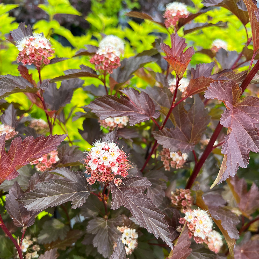 Center Glow Ninebark For Sale Online | The Tree Center