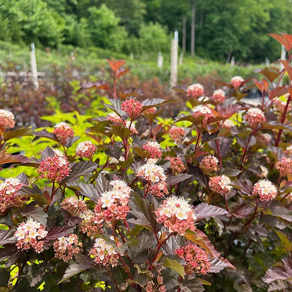 Center Glow Ninebark For Sale Online | The Tree Center