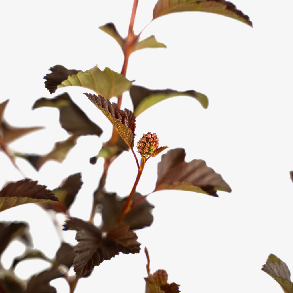 Center Glow Ninebark For Sale Online | The Tree Center