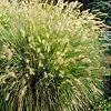 Chinese Fountain Grass For Sale Online | The Tree Center