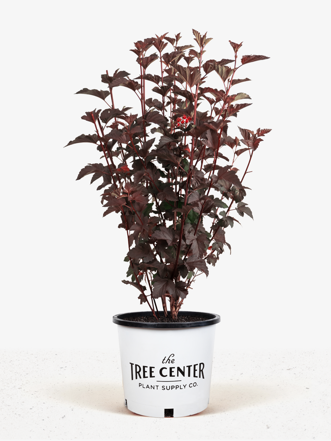 Ninebark For Sale Online | The Tree Center
