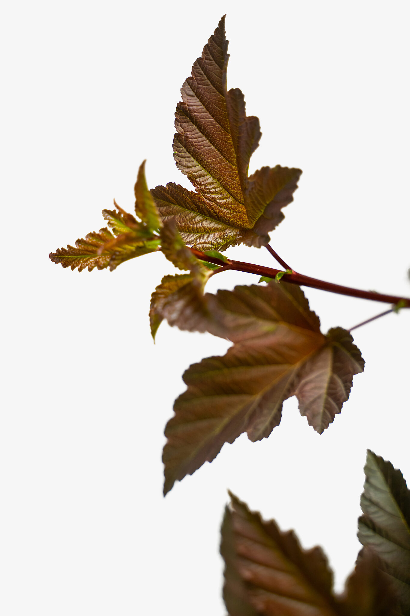 Diabolo Ninebark For Sale Online | The Tree Center