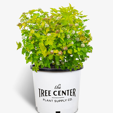 Lemon Candy Ninebark For Sale Online | The Tree Center