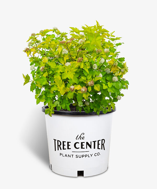 Lemon Candy Ninebark For Sale Online | The Tree Center