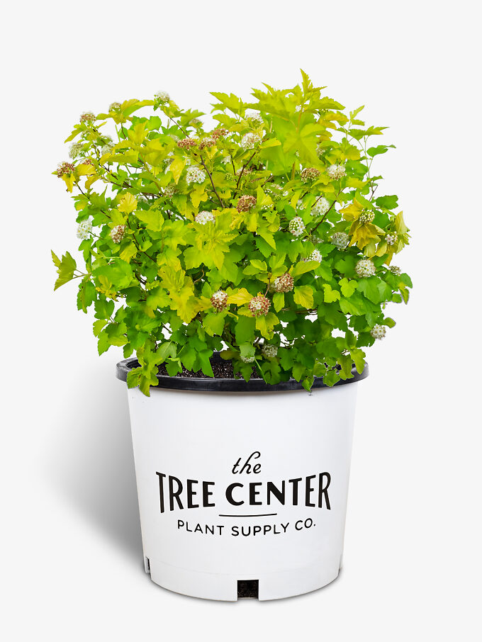 Center Glow Ninebark For Sale Online | The Tree Center