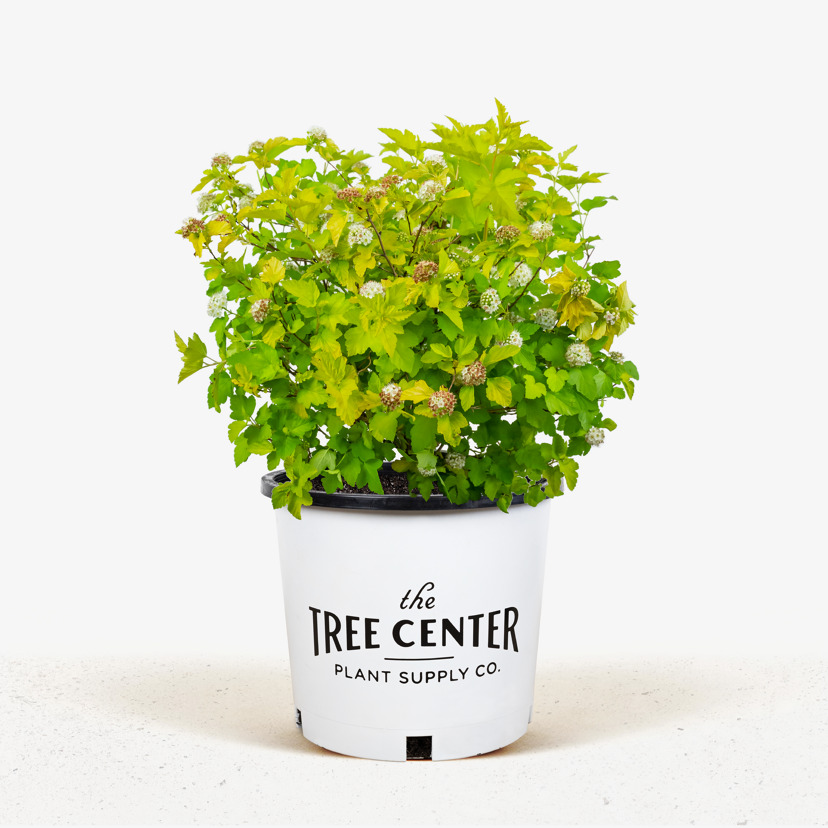 Lemon Candy Ninebark For Sale Online | The Tree Center