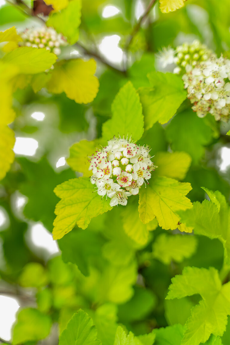 Lemon Candy Ninebark For Sale Online | The Tree Center