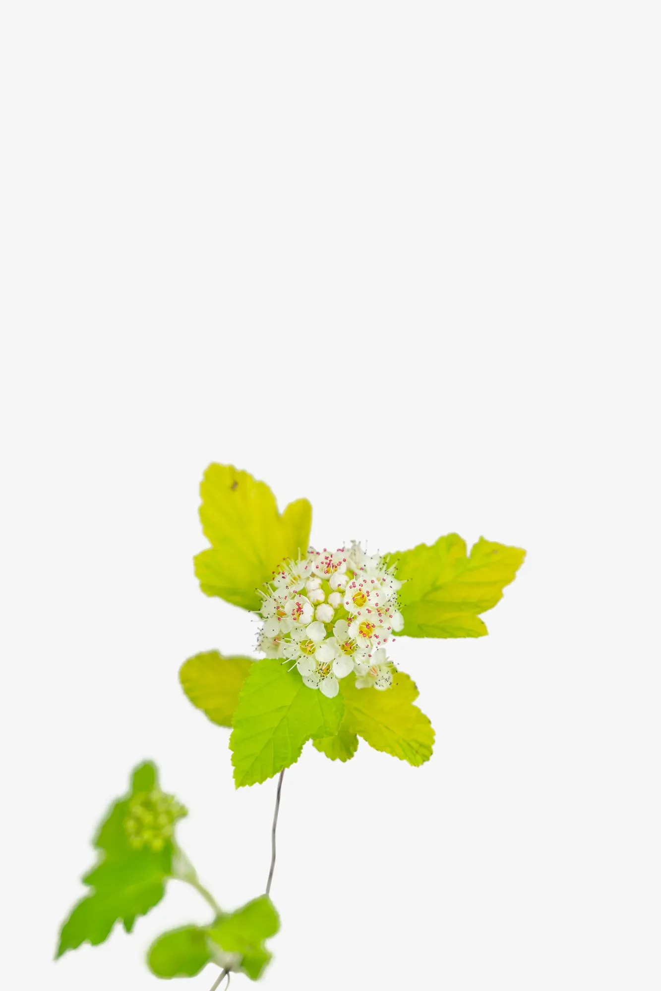 Lemon Candy Ninebark For Sale Online | The Tree Center