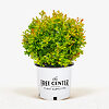 Limoncello Barberry For Sale Online | The Tree Center