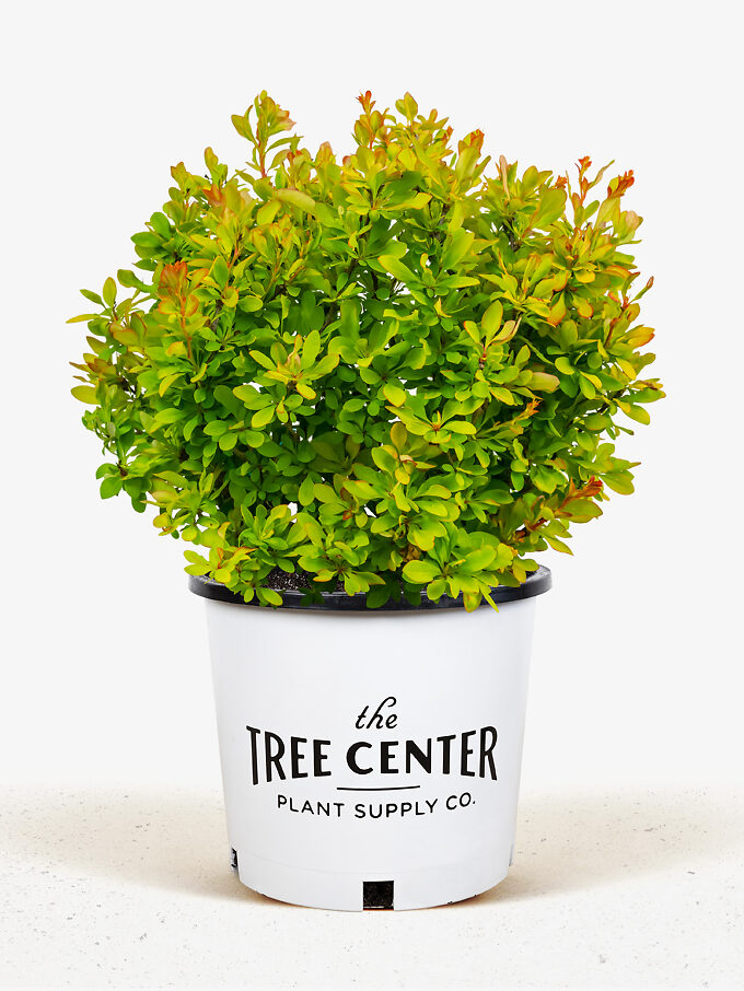 Barberry Bush Shrubs For Sale Online | The Tree Center