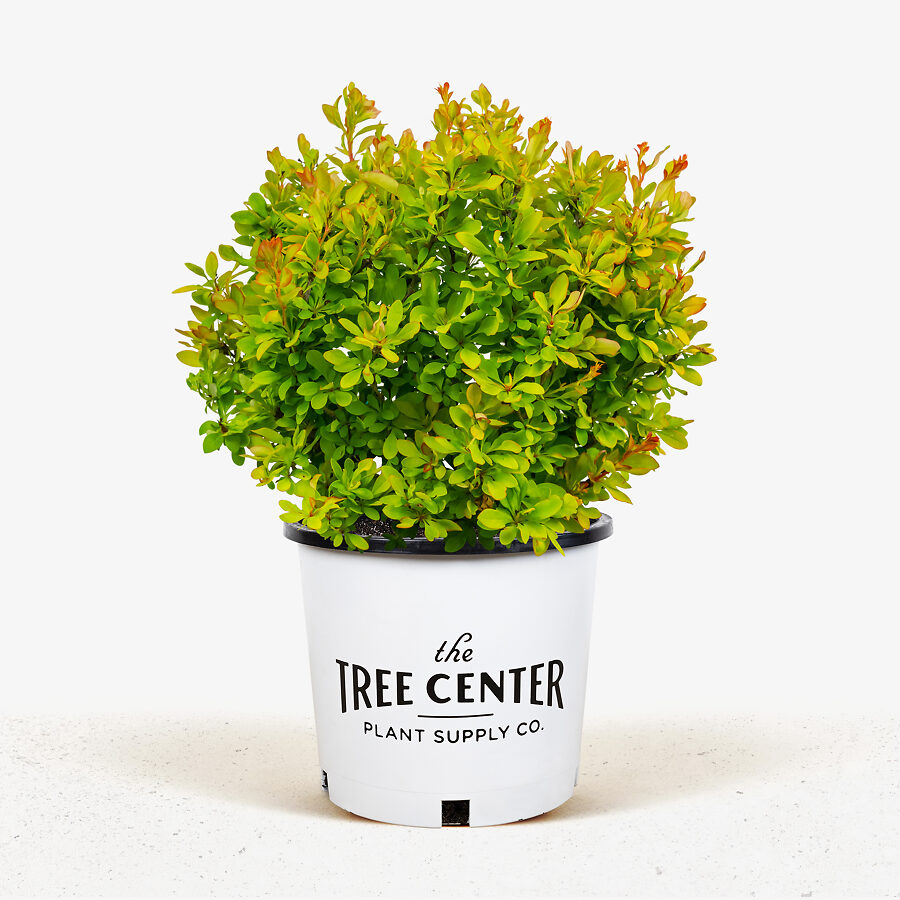 Limoncello Barberry For Sale Online | The Tree Center