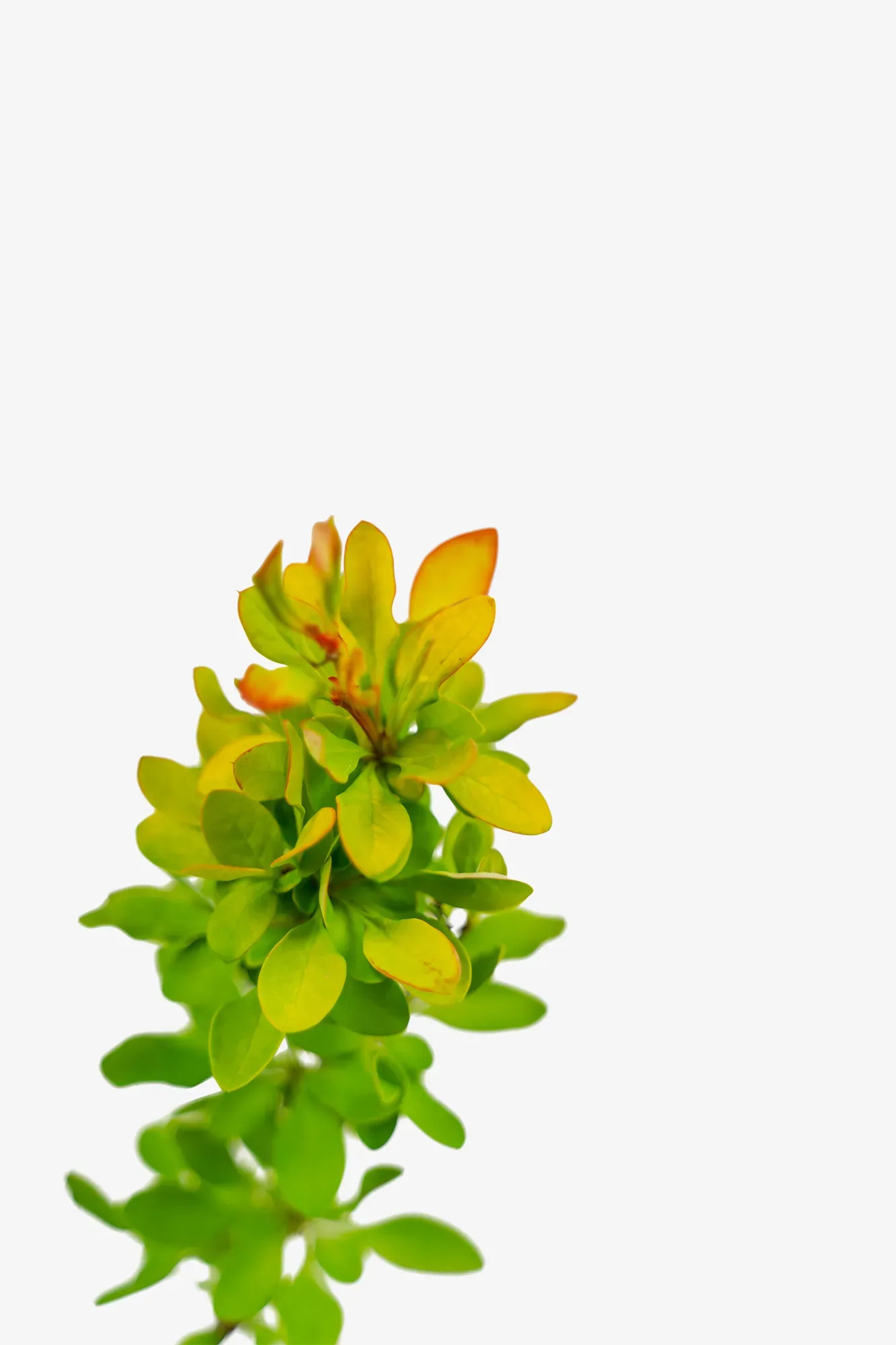 Limoncello Barberry For Sale Online | The Tree Center