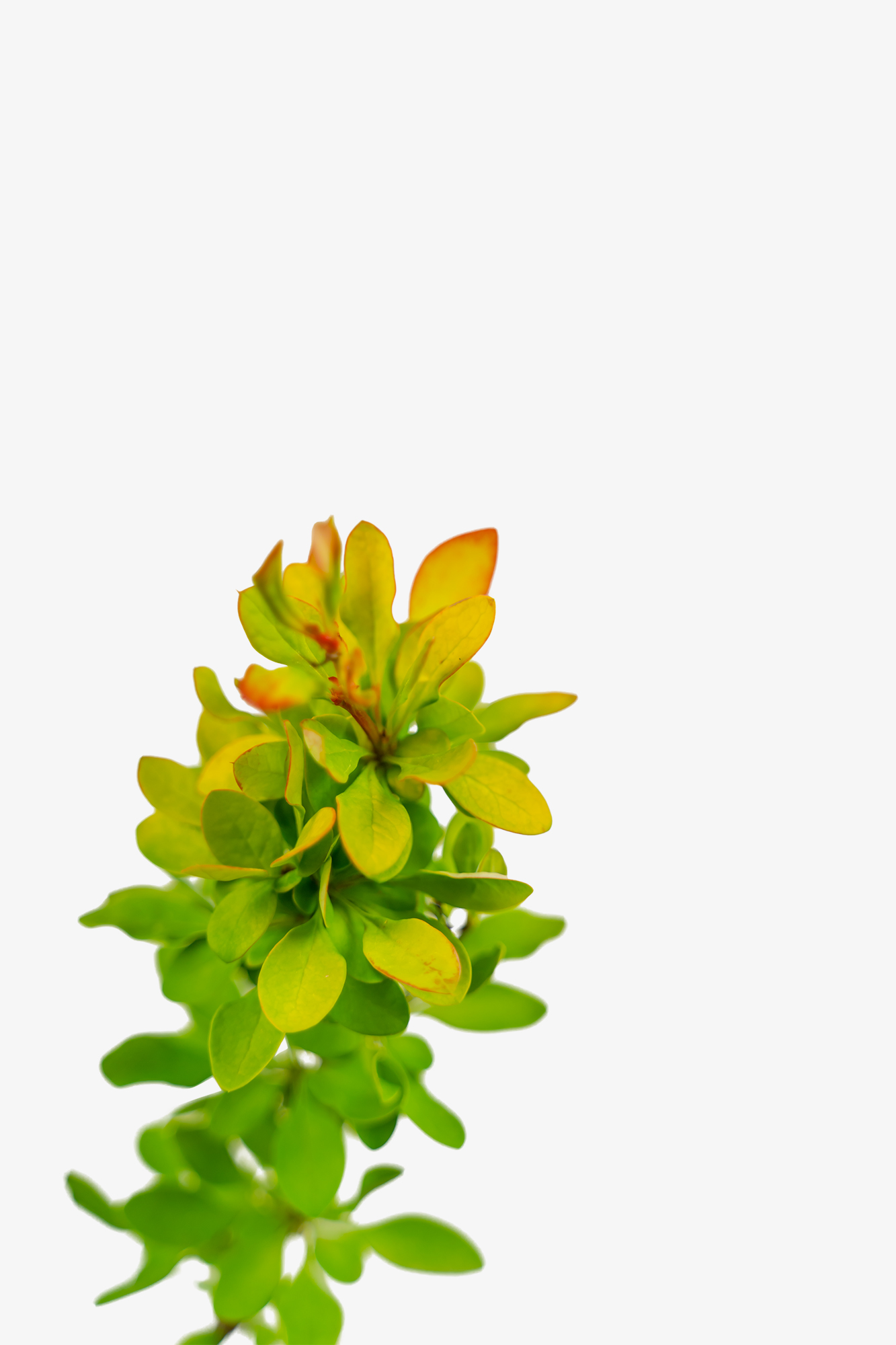 Limoncello Barberry For Sale Online | The Tree Center