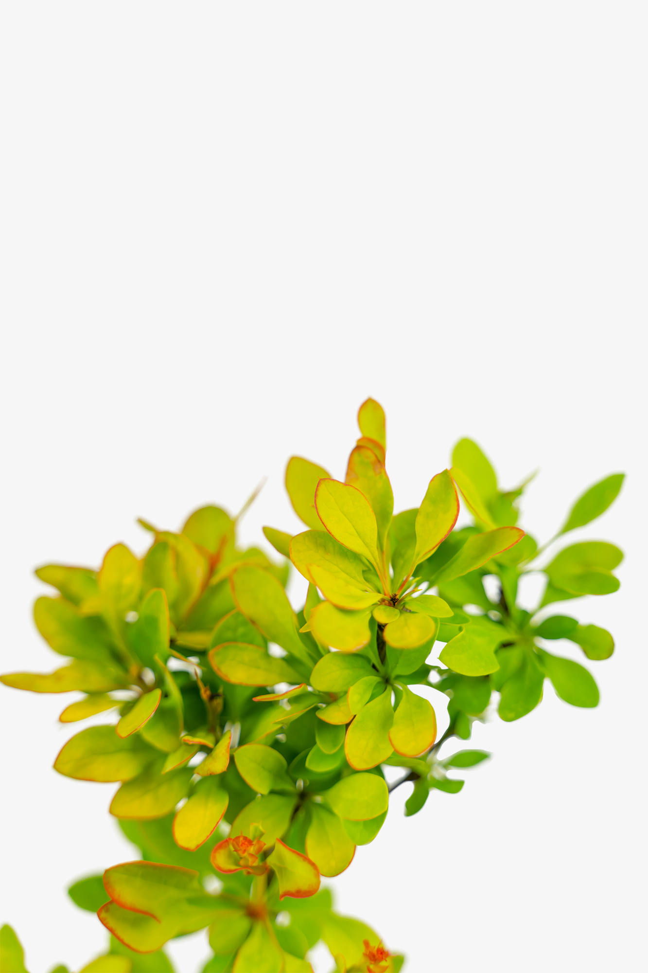 Limoncello Barberry For Sale Online | The Tree Center