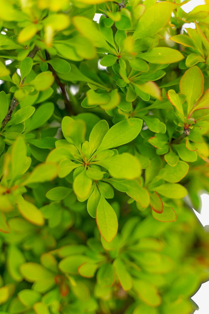 Limoncello Barberry For Sale Online | The Tree Center