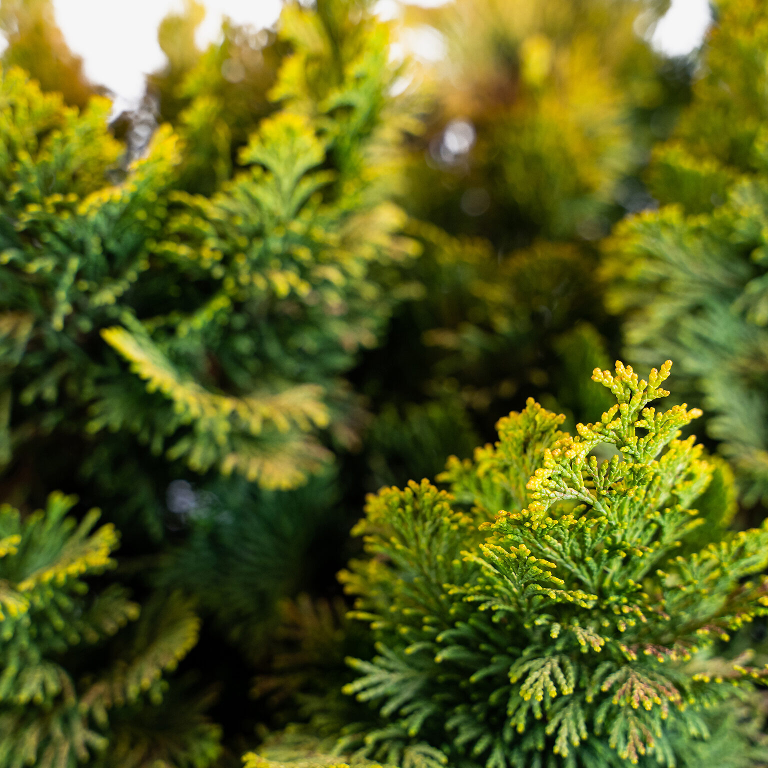 Nana Lutea Dwarf Hinoki Cypress - Tree Form For Sale Online | The Tree ...