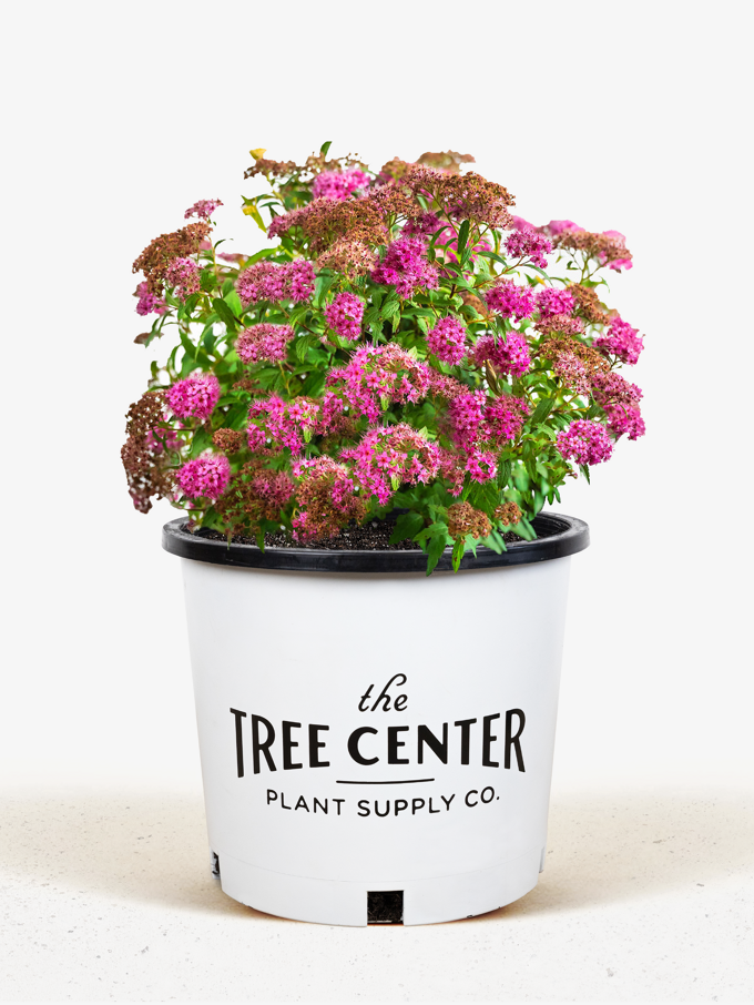 Spirea Bush For Sale Online | The Tree Center
