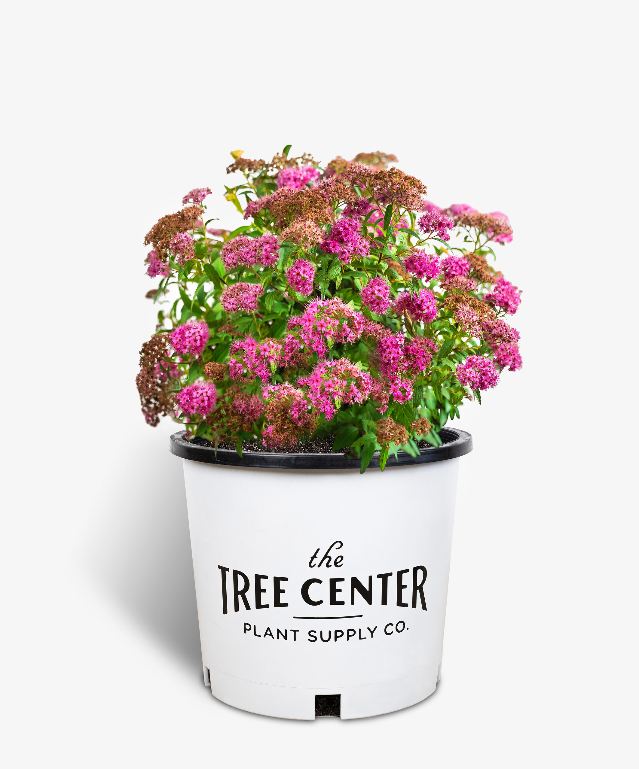 Neon Flash Spirea For Sale Online | The Tree Center