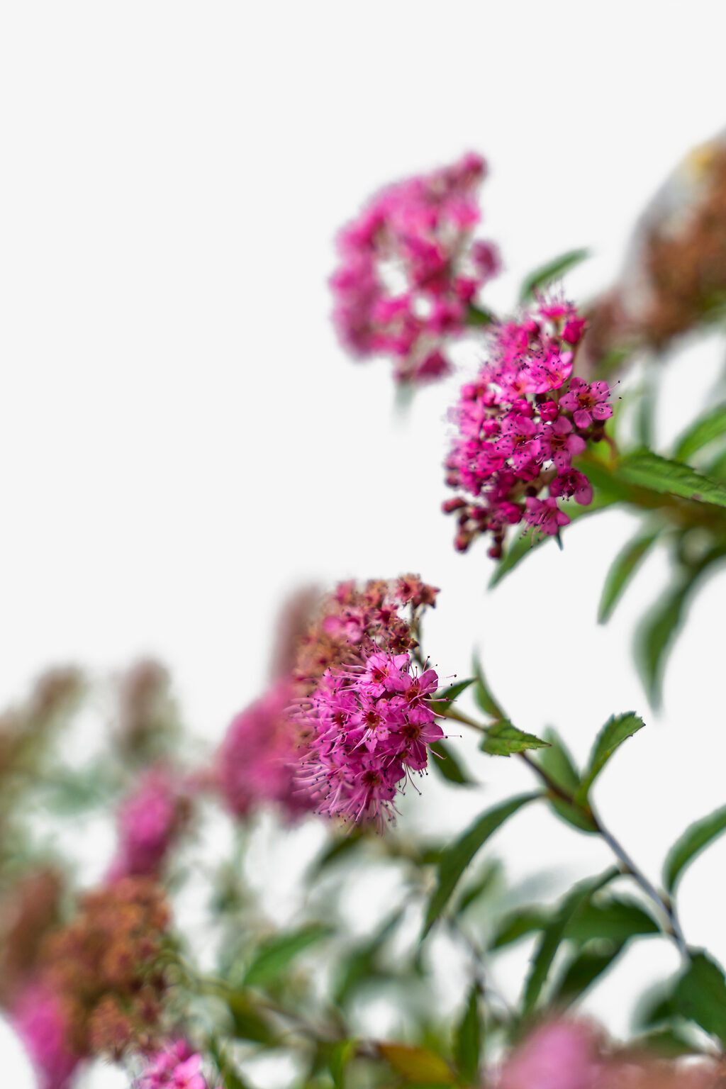 Neon Flash Spirea For Sale Online | The Tree Center