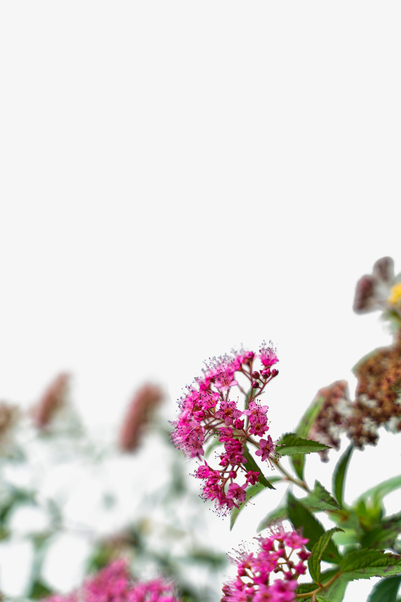 Neon Flash Spirea For Sale Online | The Tree Center