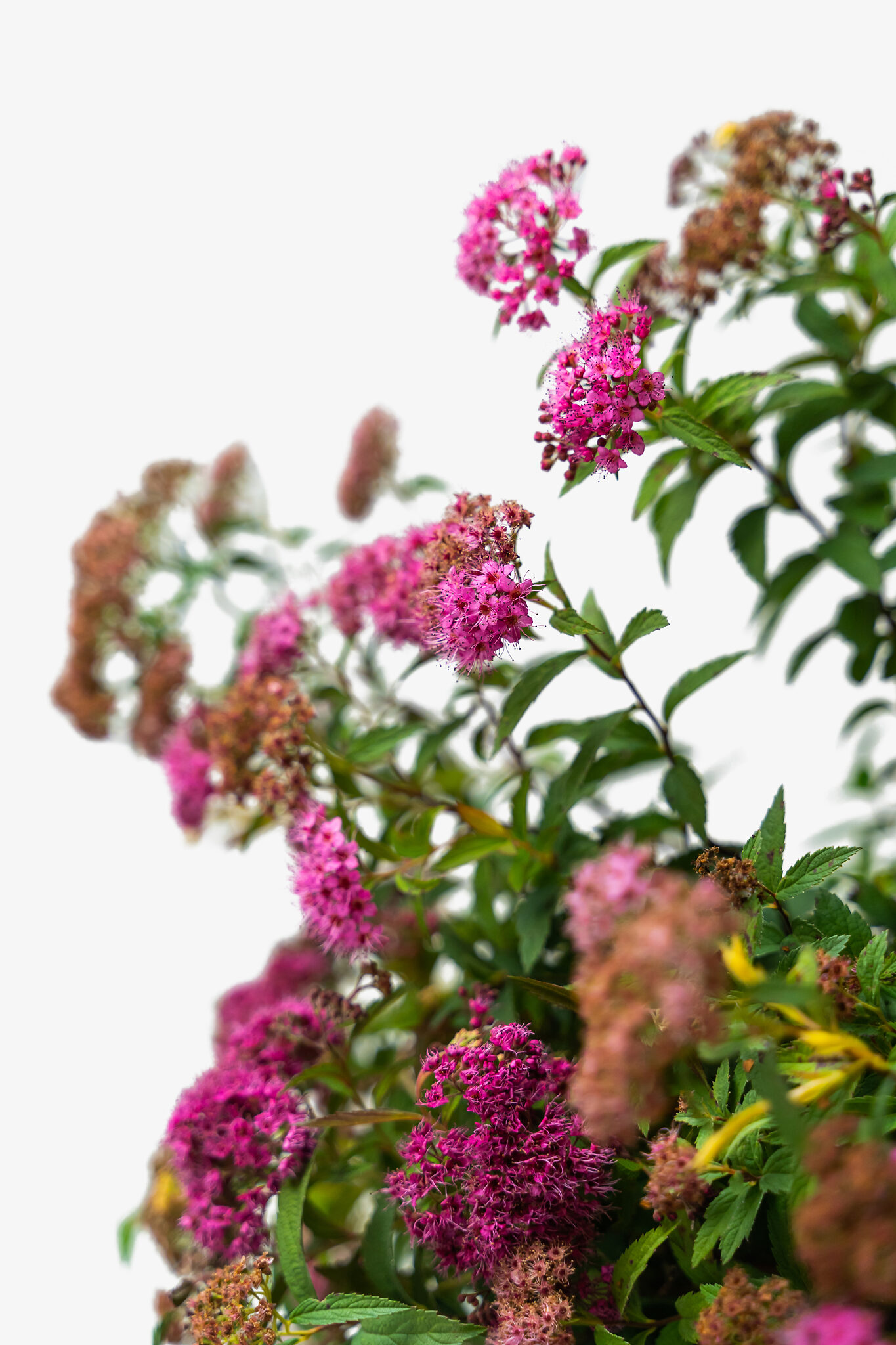 Neon Flash Spirea For Sale Online | The Tree Center