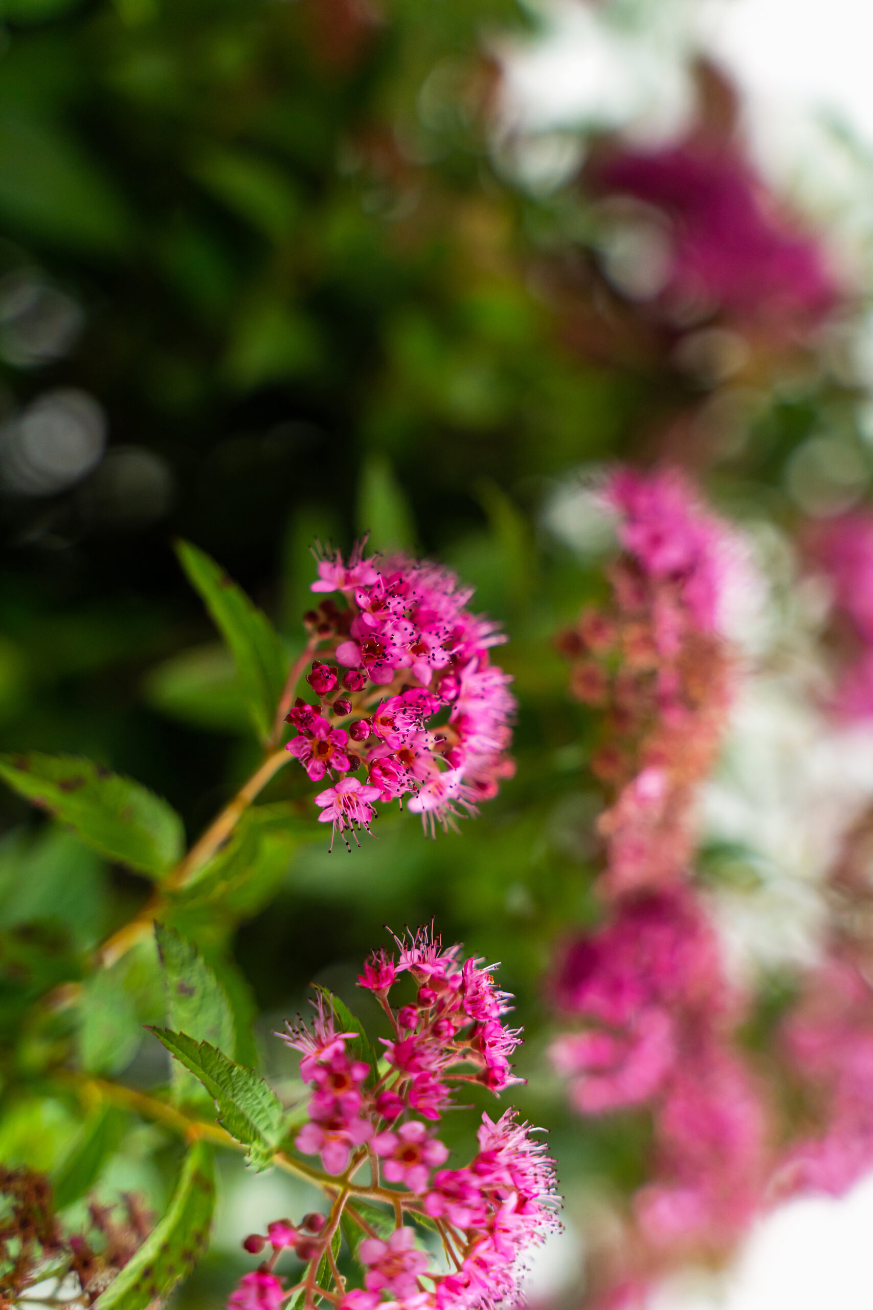 Neon Flash Spirea For Sale Online | The Tree Center