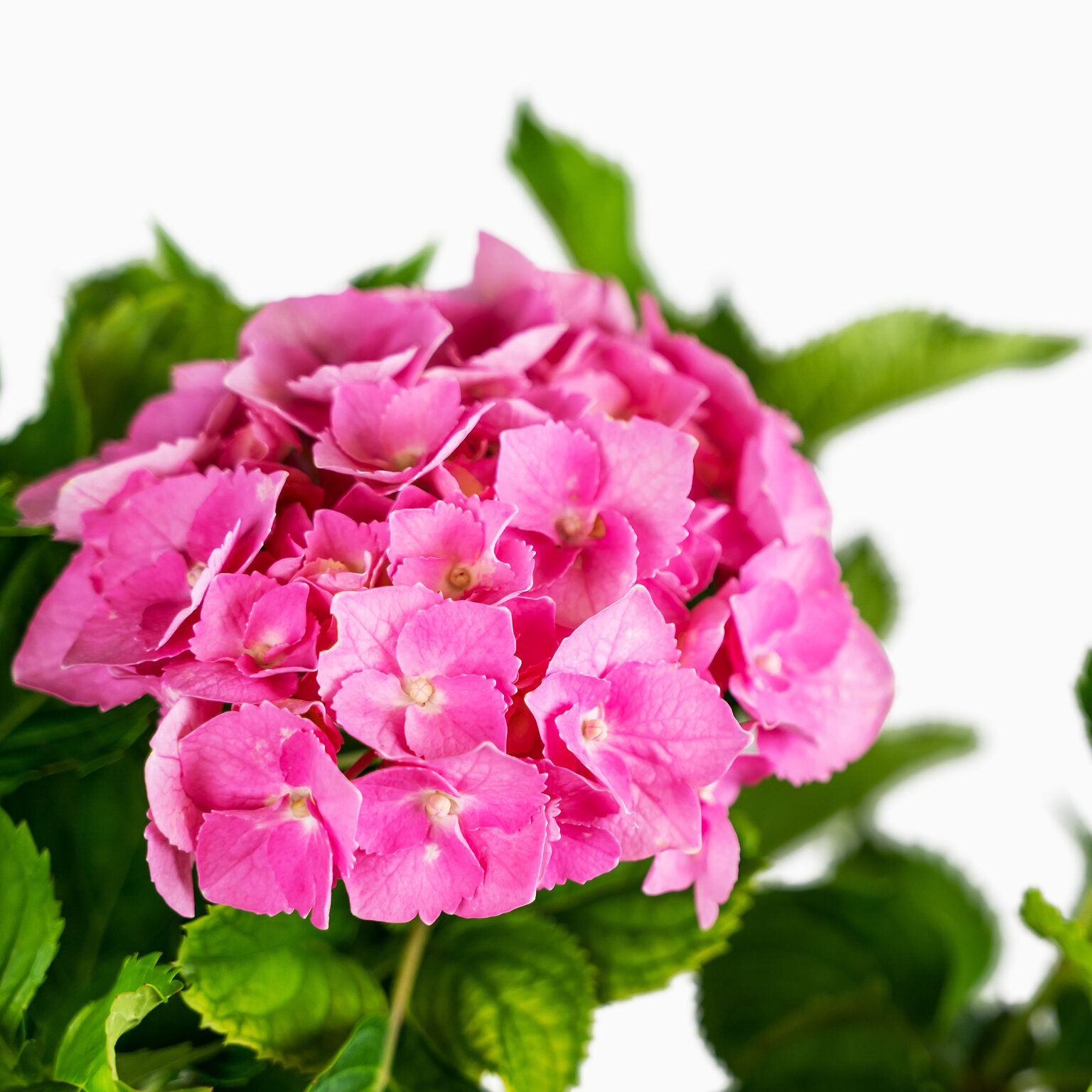 Pink Parfait Bigleaf Hydrangea For Sale Online | The Tree Center