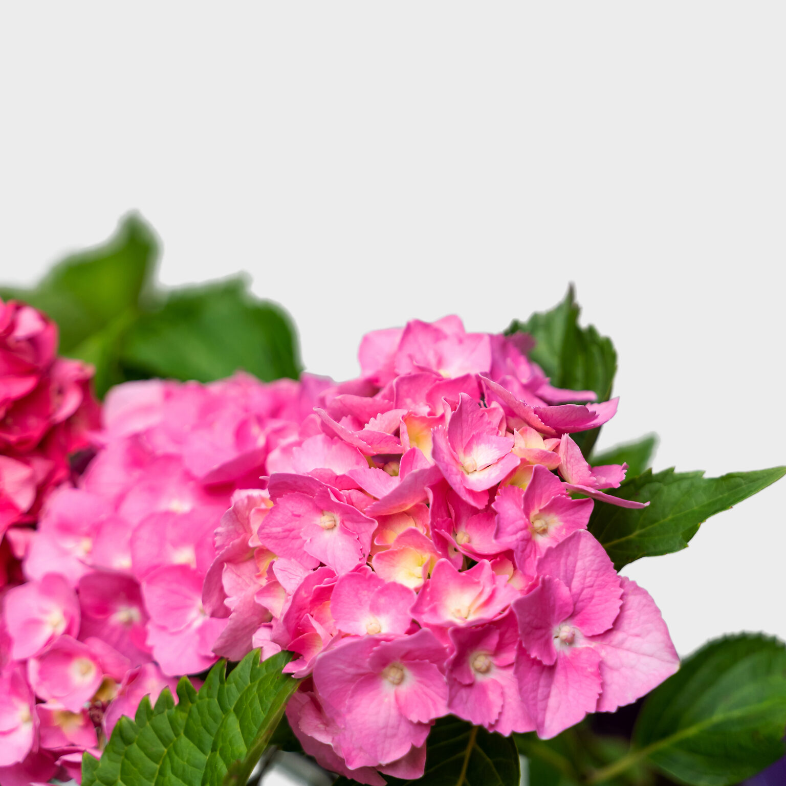 Pink Parfait Bigleaf Hydrangea For Sale Online | The Tree Center