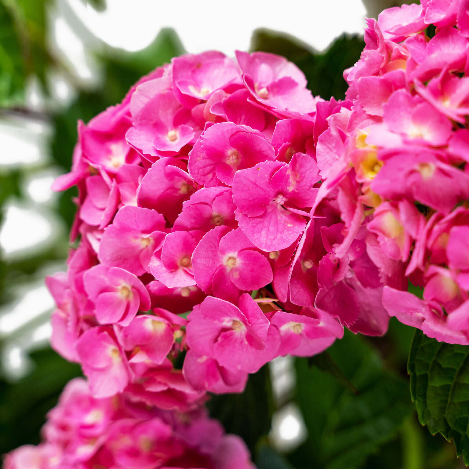 Pink Parfait Bigleaf Hydrangea For Sale Online | The Tree Center
