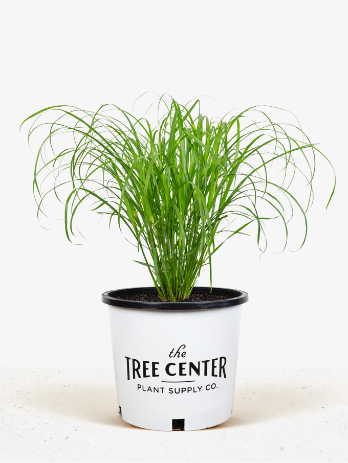Undaunted Red Muhly Grass For Sale Online | The Tree Center