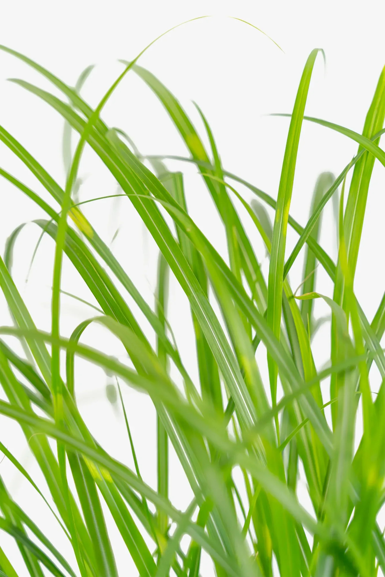 Porcupine Grass For Sale Online | The Tree Center