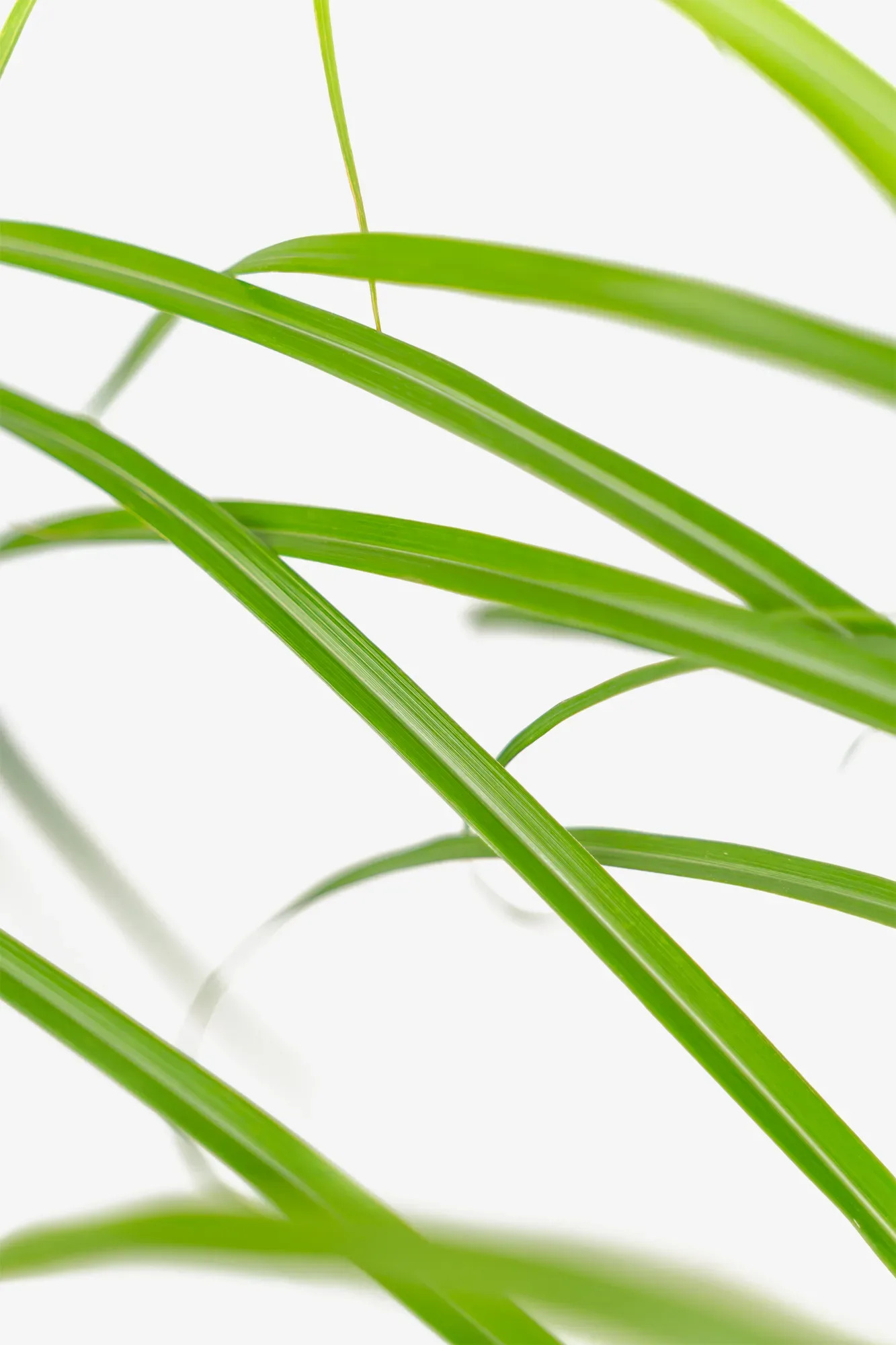 Porcupine Grass For Sale Online | The Tree Center