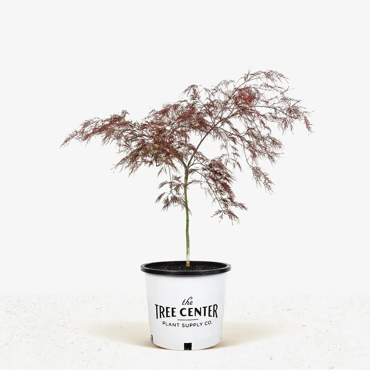 Red Filigree Lace Japanese Maples For Sale Online | The Tree Center