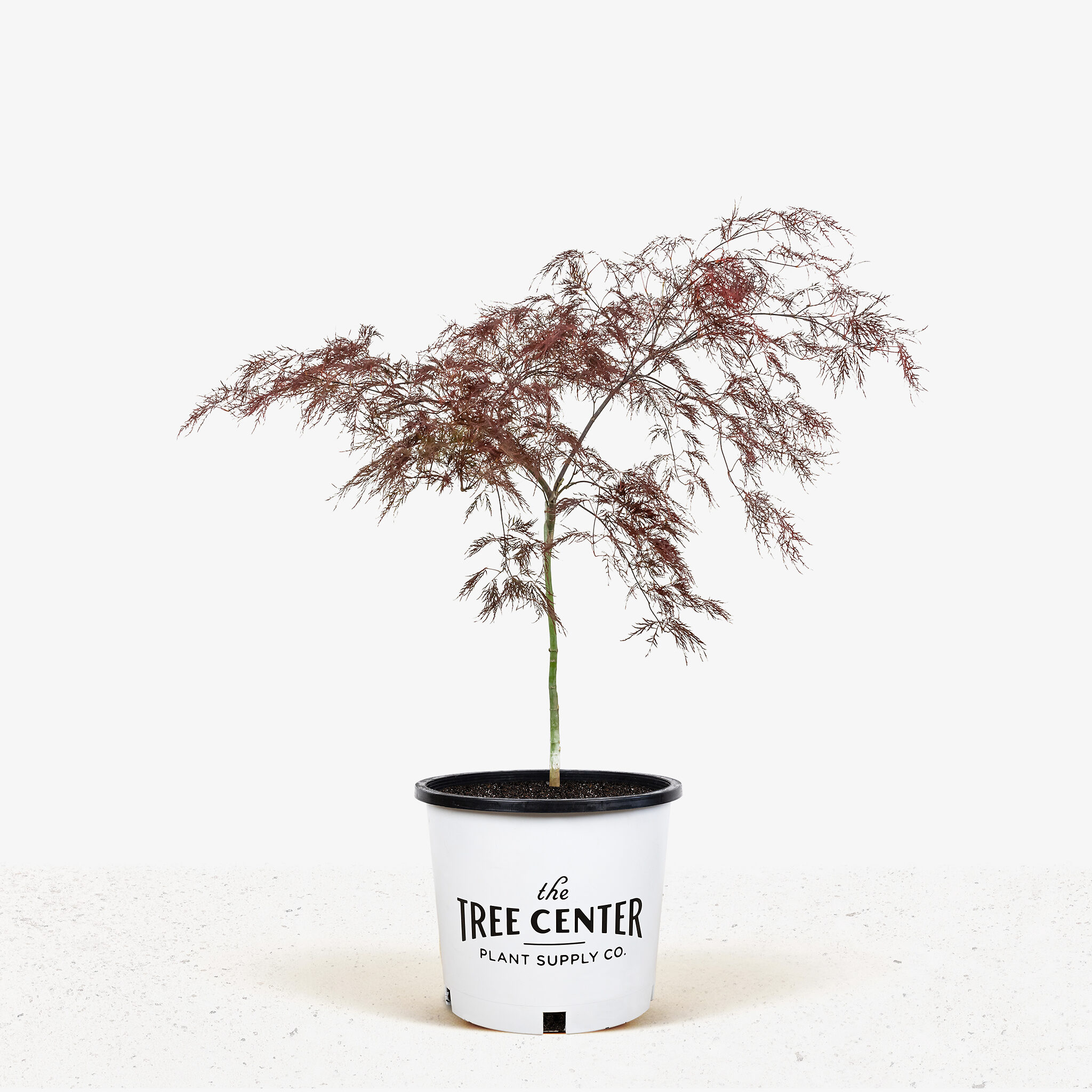 Red Filigree Lace Japanese Maples For Sale Online | The Tree Center