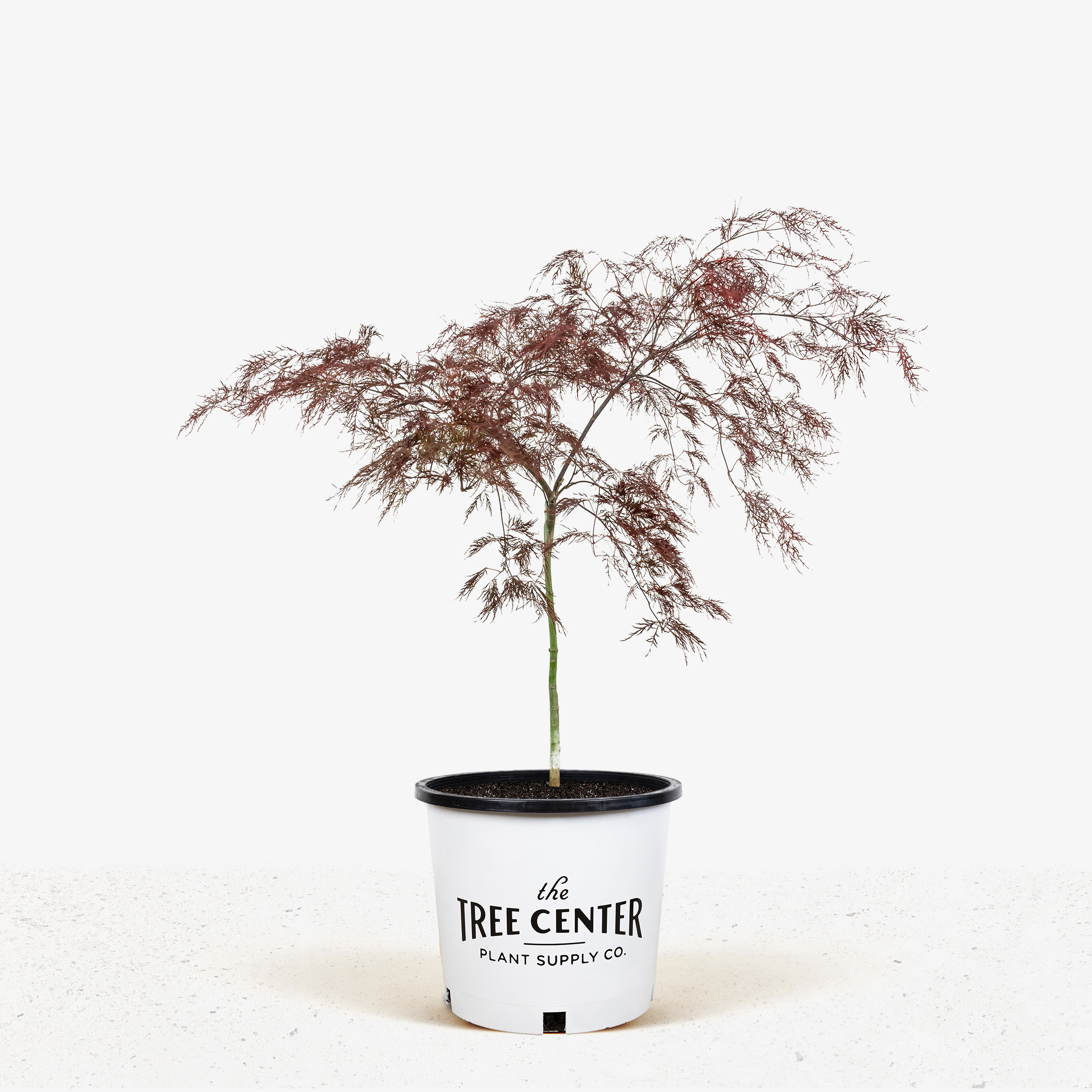 Red Filigree Lace Japanese Maples For Sale Online | The Tree Center