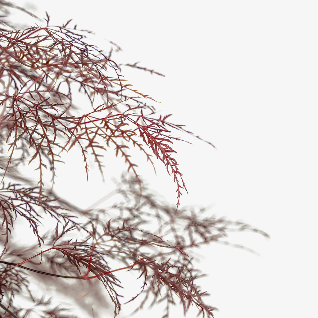 Red Filigree Lace Japanese Maples For Sale Online | The Tree Center