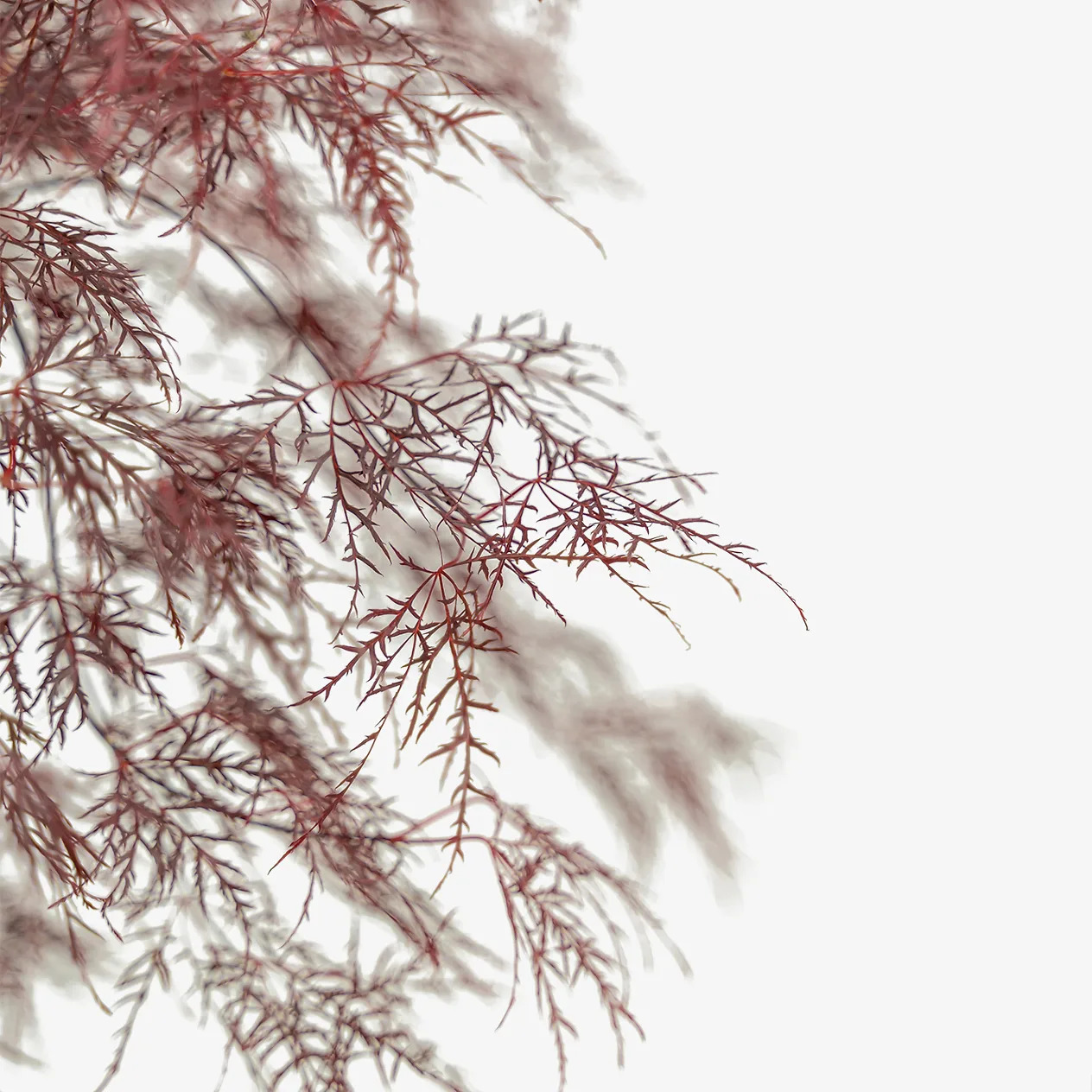 Red Filigree Lace Japanese Maples For Sale Online | The Tree Center